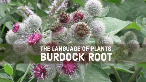The Language of Plants: Burdock Root | Nature of Healing